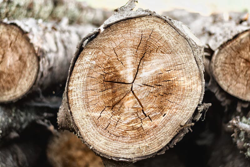 Log with Rings on a Cut in a Group of Logs, Close Up Stock Image ...