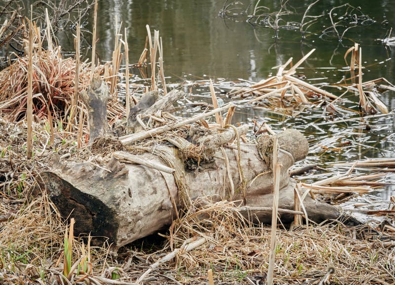 Log on the River Bank in the Dry Grass Stock Image - Image of wood ...