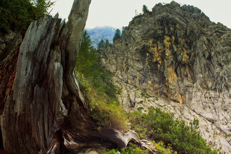 Log and rocks stock image. Image of jungle, formation - 186589689