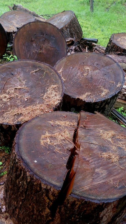 Log rounds stock photo. Image of tree, wood, rounds, outdoors - 71972136