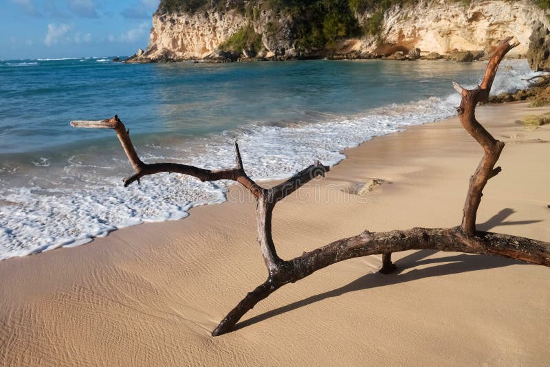 Log on Sand Beach. Sandy Beach Log View. Log Beach Scene Stock Photo ...