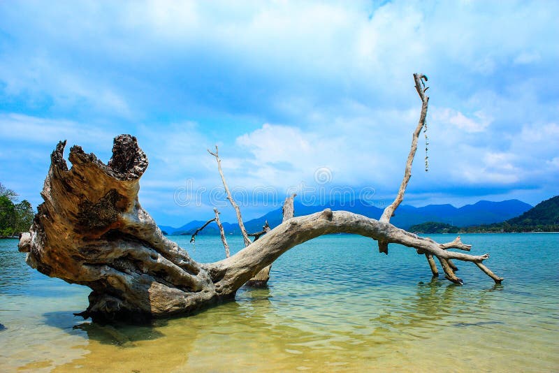 The log in the sea stock photo. Image of logs, timber - 41804982