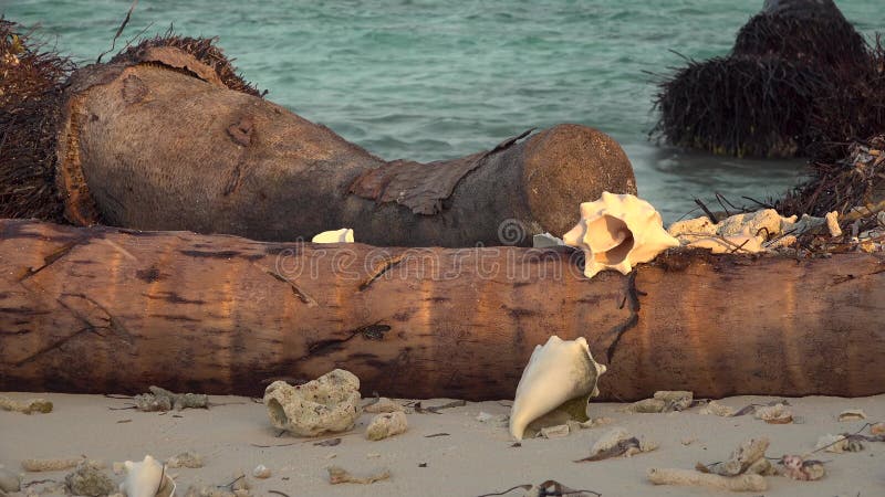 A Log with Seashells on a Tropical Beach at Sunset Stock Video - Video ...