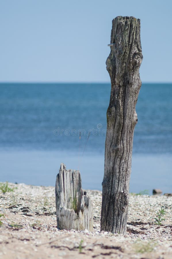 Log on the seashore stock photo. Image of trunk, coastline - 50102776