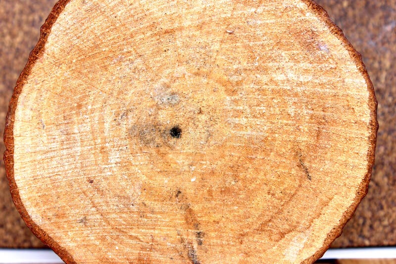 Log in Section Close Up. Tree Trunk in Section Stock Photo - Image of ...