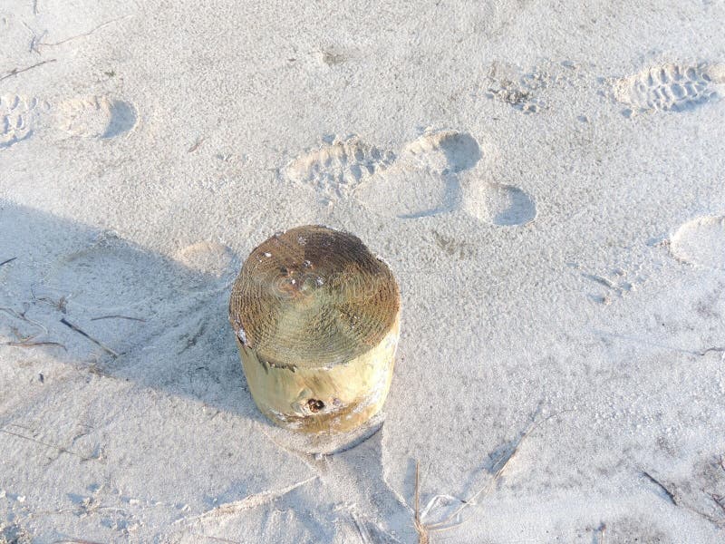Log stock photo. Image of scene, beach, sand, shadow - 50974426