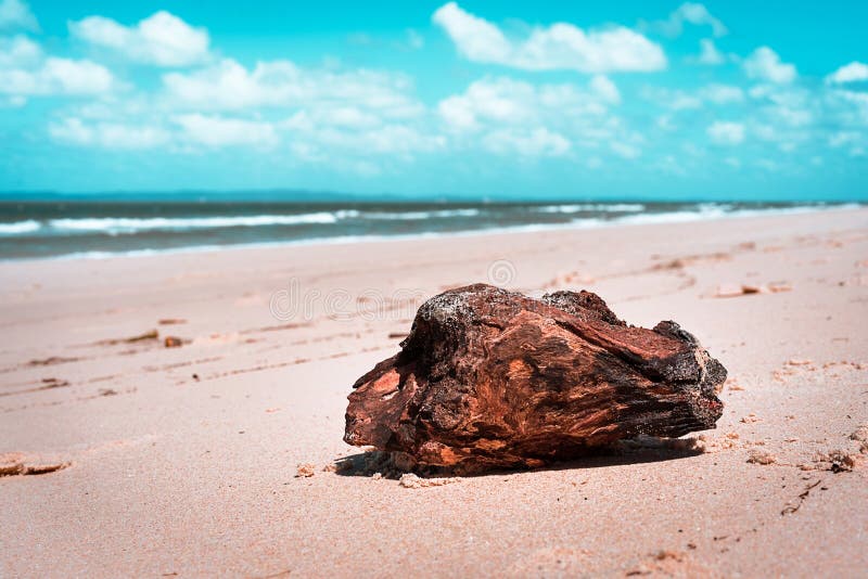 Log on the Shore of the Beach Stock Image - Image of antilles, calmness ...