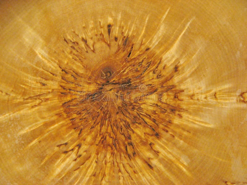 Log Slice of the Tree, Wood Structure. Tree Trunk Cross Section with ...