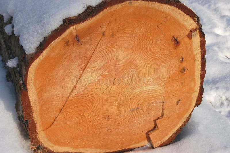 Log on the snow stock image. Image of texture, country - 6976651