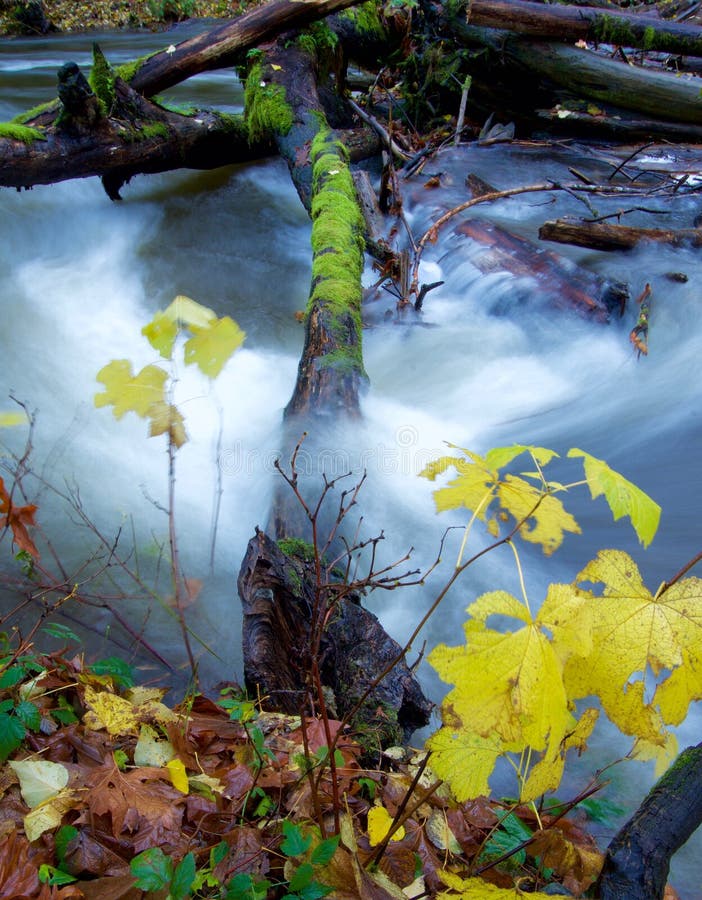 A Log Spans the Rapids while Fall Colored Leaves Shine Yellow in the ...