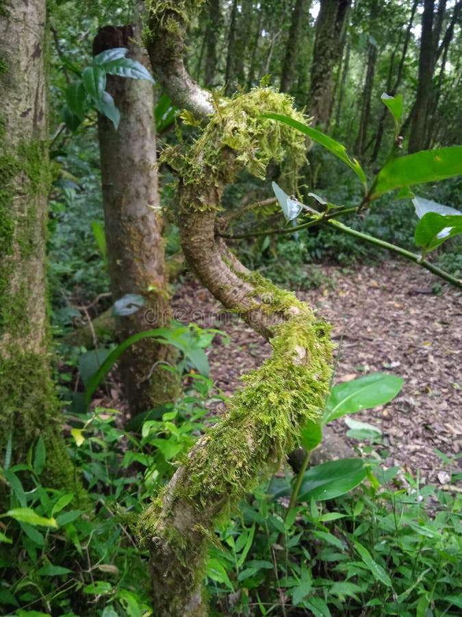 A Log with a Spiral-like Mountainshape Stock Photo - Image of tree ...