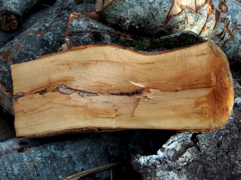 Log Split in Half Along the Close-up Stock Photo - Image of closeup ...
