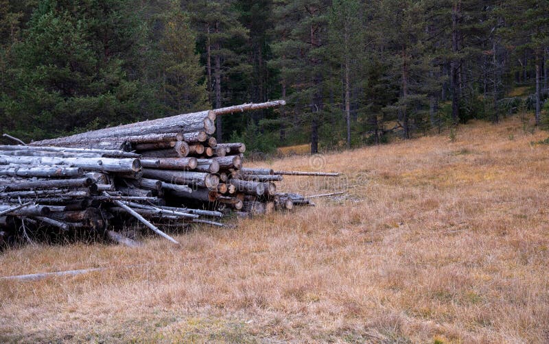 Log Spruce Trunks Pile. Sawn Timber Trees from the Forest. Logging ...