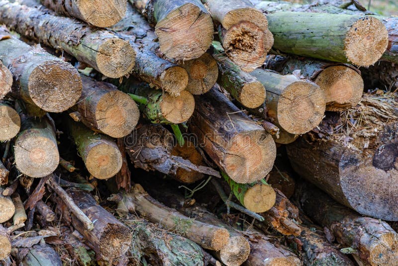 Log Spruce Trunks Pile. Sawn Trees from the Forest Stock Image - Image ...