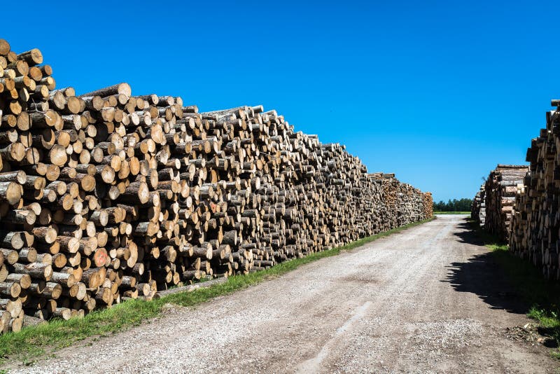 Log stack with alder trees stock photo. Image of forestry - 169023924