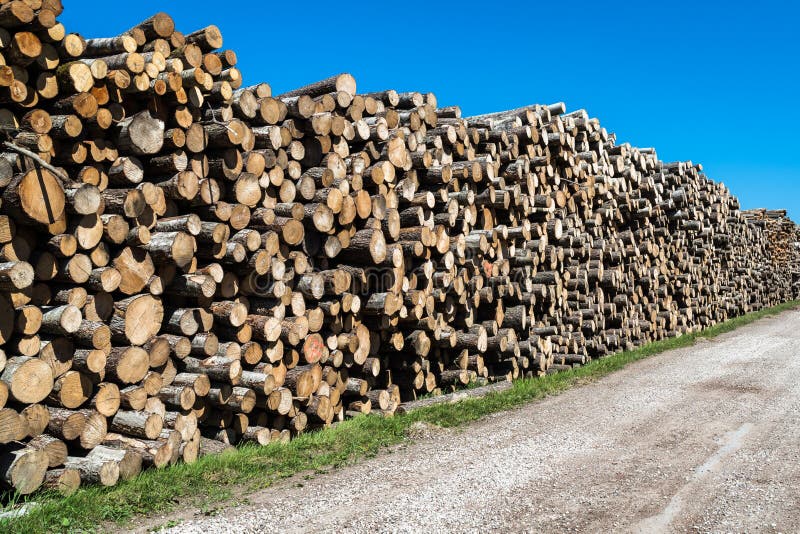 Log stack with alder trees stock photo. Image of alder - 169524834