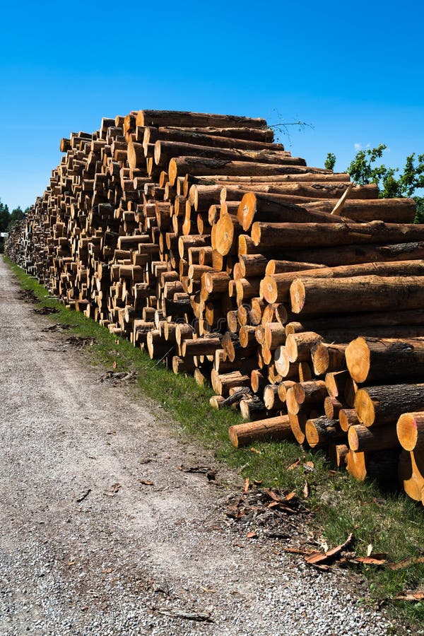 Log stack with alder trees stock photo. Image of blocks - 169620782