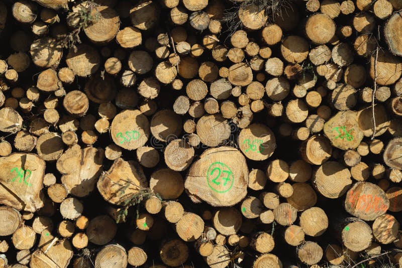 Log Stack Cut Timber Wood Heap in Forest, Woodpile Stock Image - Image ...