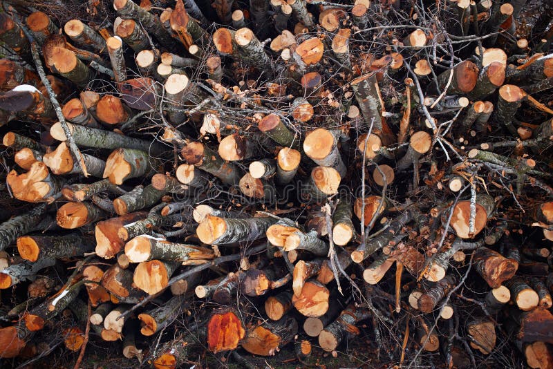 Log stack on forest stock image. Image of bark, heap - 37524803