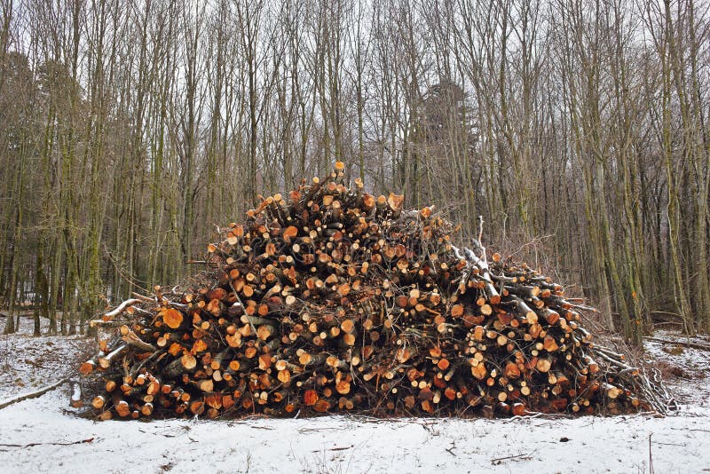 Log stack on forest stock photo. Image of stacked, outdoors - 37525060