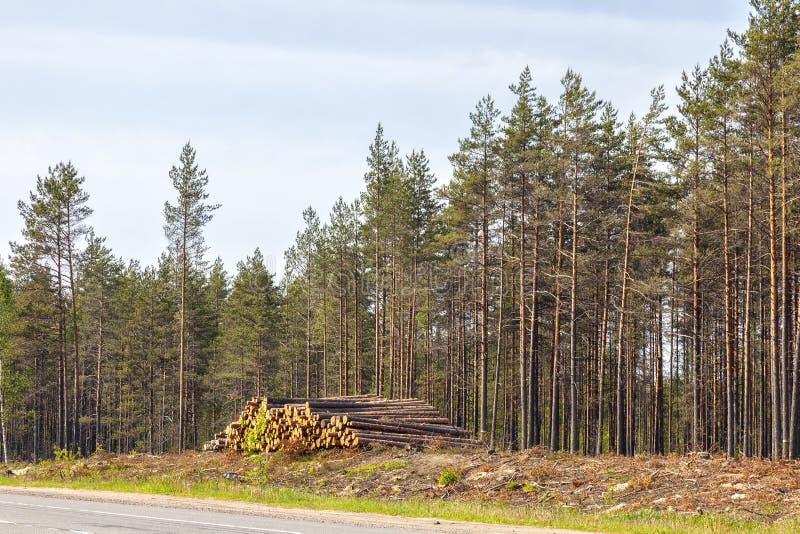 Log stack on the road stock photo. Image of sawed, motorway - 151429378