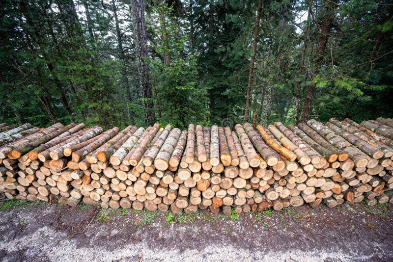 Log Stacks Along the Forest Road Stock Photo - Image of rural, forestry ...