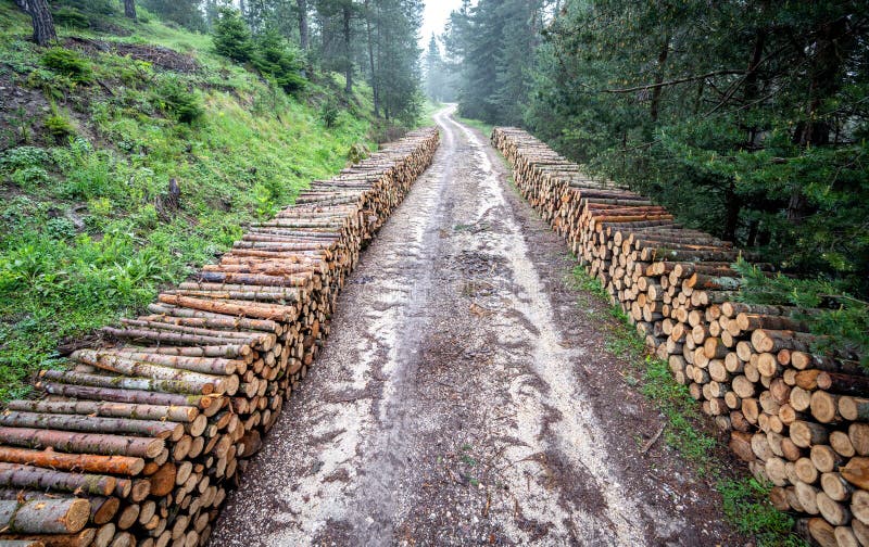 Log Stacks Along the Forest Road Stock Photo - Image of texture ...