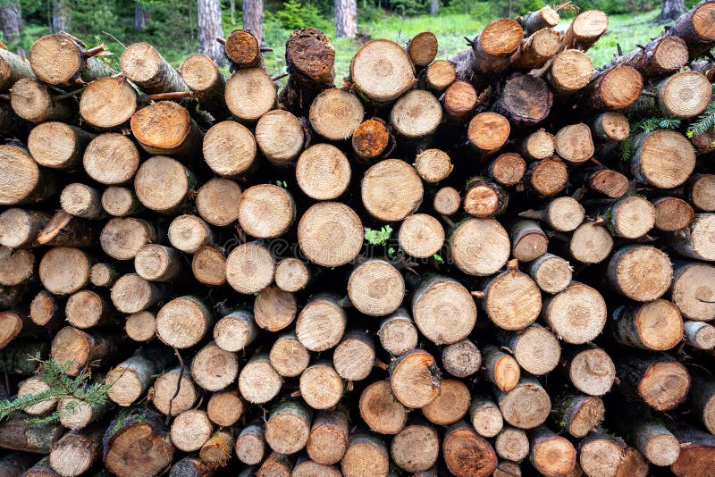 Log Stacks Along the Forest Road Stock Image - Image of resource, rural ...