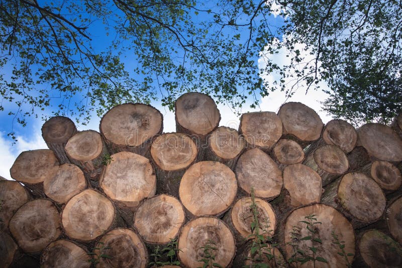 Log Stacks. Forestry Trees Exploitation Stock Image - Image of forest ...