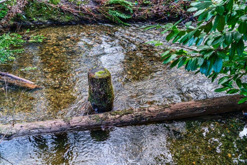 Log and Stream stock photo. Image of flowing, logs, moines - 304817188