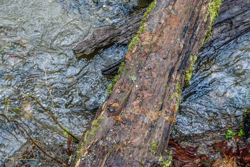 Log and Stream Macro stock photo. Image of texture, stream - 87459420