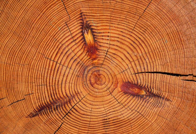 Log structure stock photo. Image of home, trunk, house - 19201498