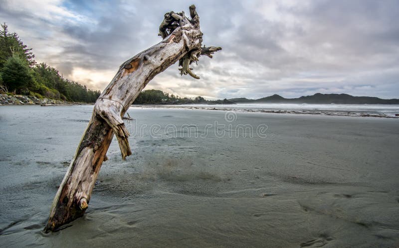 Log Stuck in Sand on Beach stock photo. Image of coast - 34488120