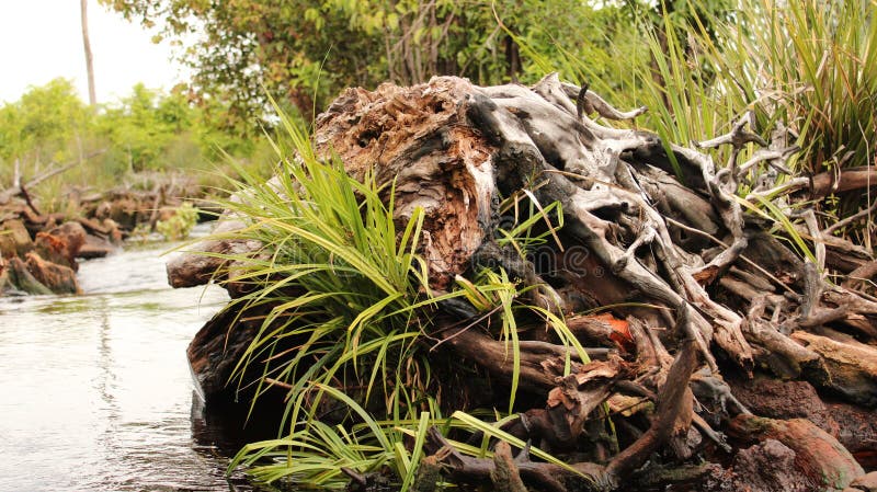 Log Stumps Left Over from Forest Encroachment Stock Photo - Image of ...