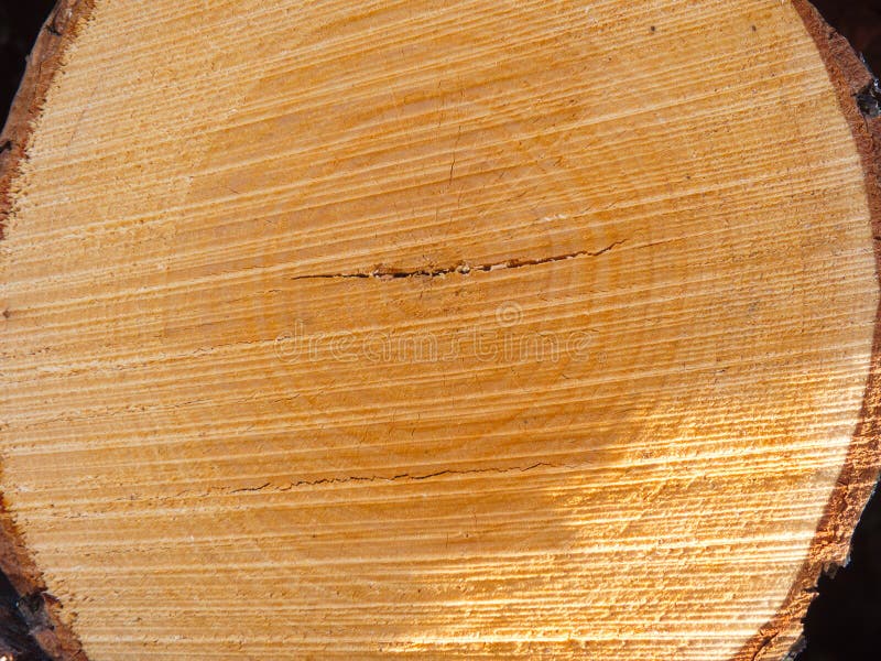 Log stock photo. Image of branch, forest, natural, wood - 90057722