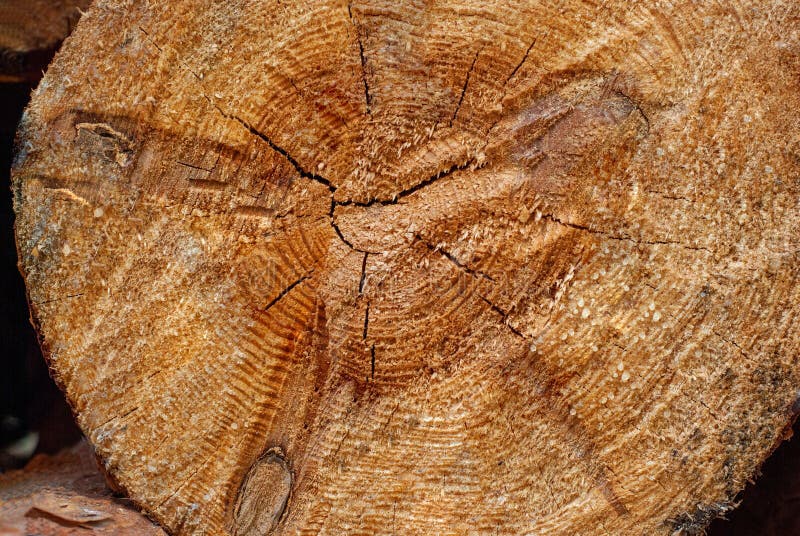 Log Surface. Firewood for the Winter Close-up Stock Photo - Image of ...