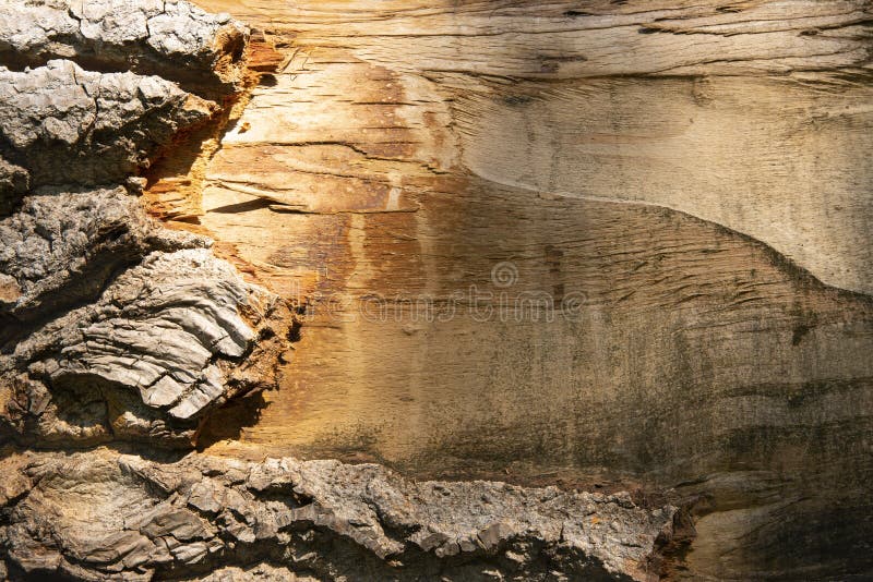 Log Surface Structure. Stumps and Logs. Timber Logging Industry Banner ...