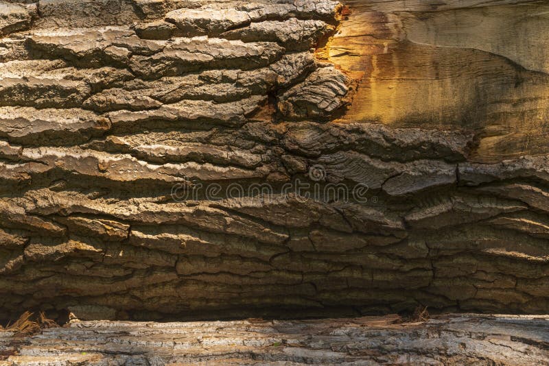 Log Surface Structure. Stumps and Logs. Timber Logging Industry Banner ...