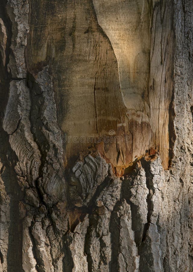 Log Surface Structure. Stumps and Logs. Timber Logging Industry Banner ...