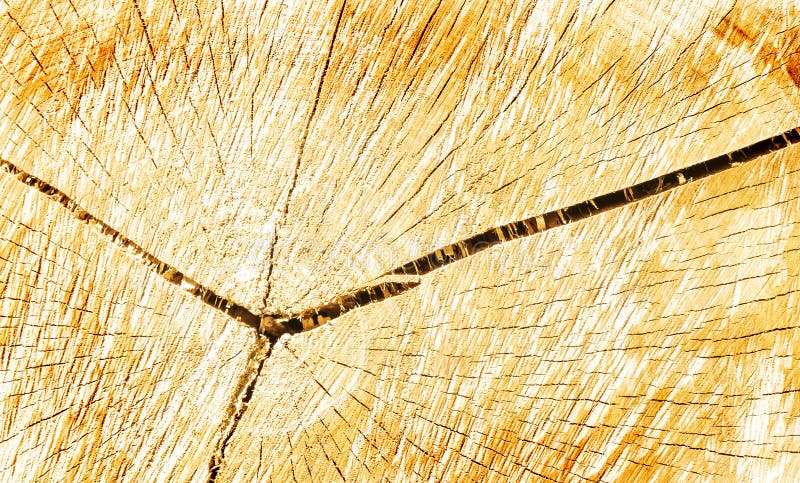 Log Surface Structure. Stumps and Logs. Timber Logging Industry Banner ...