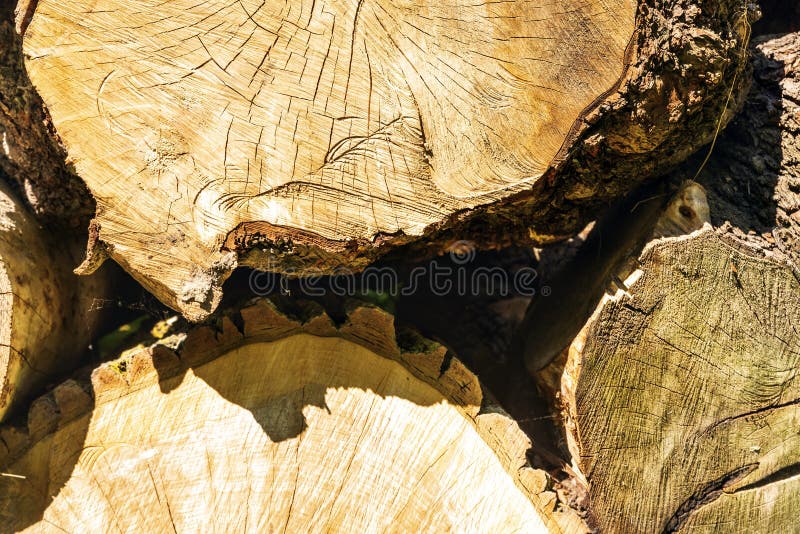 Log Surface Structure. Stumps and Logs. Timber Logging Industry Banner ...