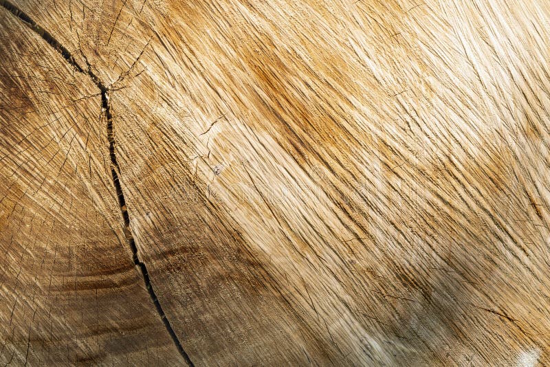 Log Surface Structure. Stumps and Logs. Timber Logging Industry Banner ...