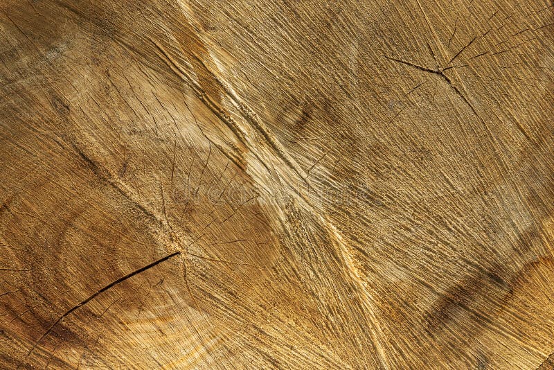 Log Surface Structure. Stumps and Logs. Timber Logging Industry Banner ...