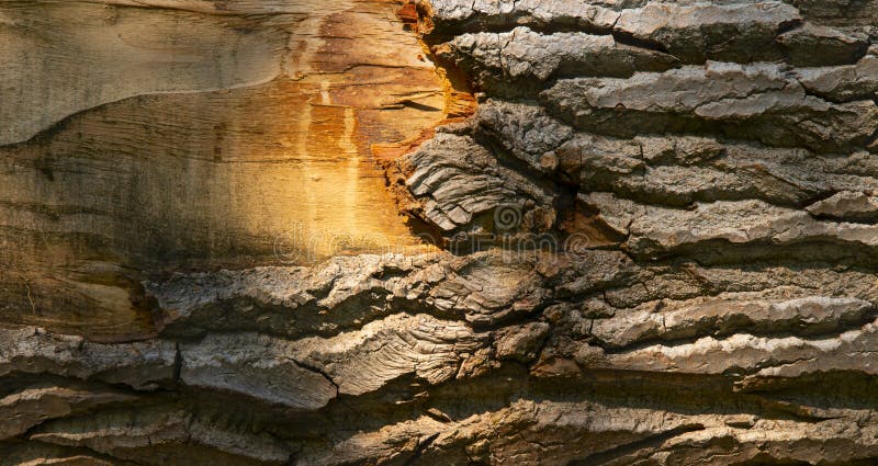 Log Surface Structure. Stumps and Logs. Timber Logging Industry Banner ...