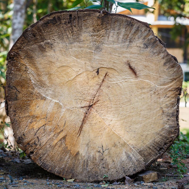 Log Surface Texture Background Stock Image - Image of timber, rural ...
