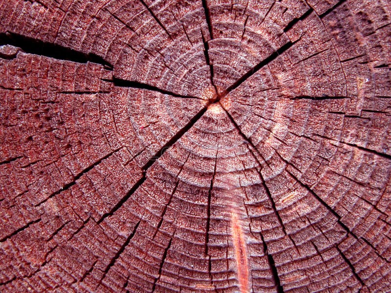 Log texture stock image. Image of wood, close, building, woods - 611