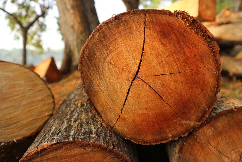 Log Texture - Background of Nature Concept at the Lumber Industry Stock ...