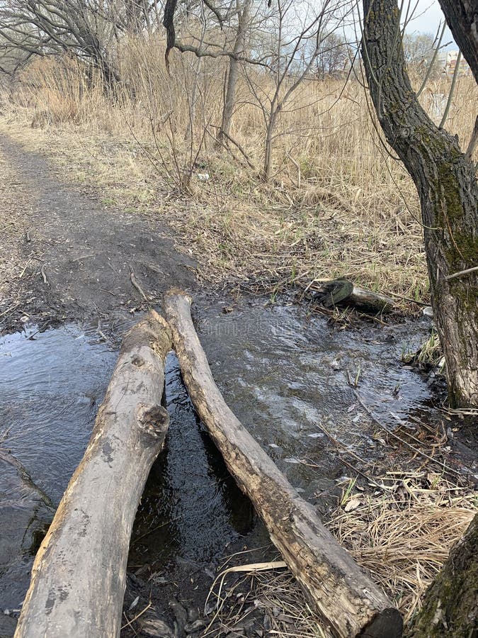 Log thrown over a stream stock image. Image of horizontal - 217911747