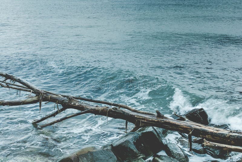 Log in the sea stock image. Image of landscape, travel - 119106887