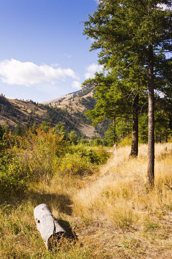Log by trail in forest stock photo. Image of trail, countryside - 51898340